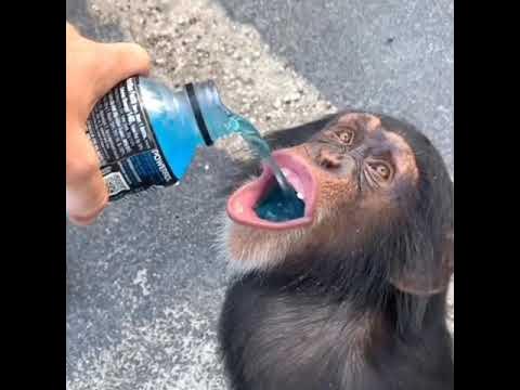 Chimpanzee drinking Powerade FAST | Chimpancé tomando energizante - YouTube