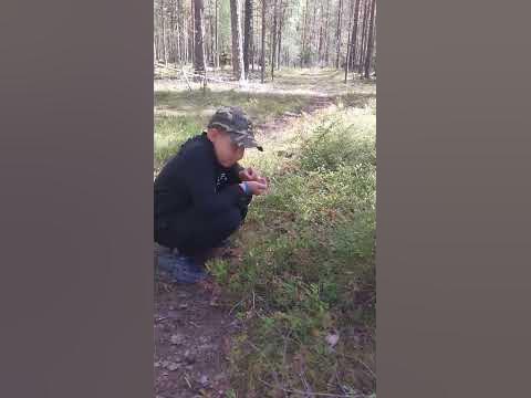 Лес. - YouTube