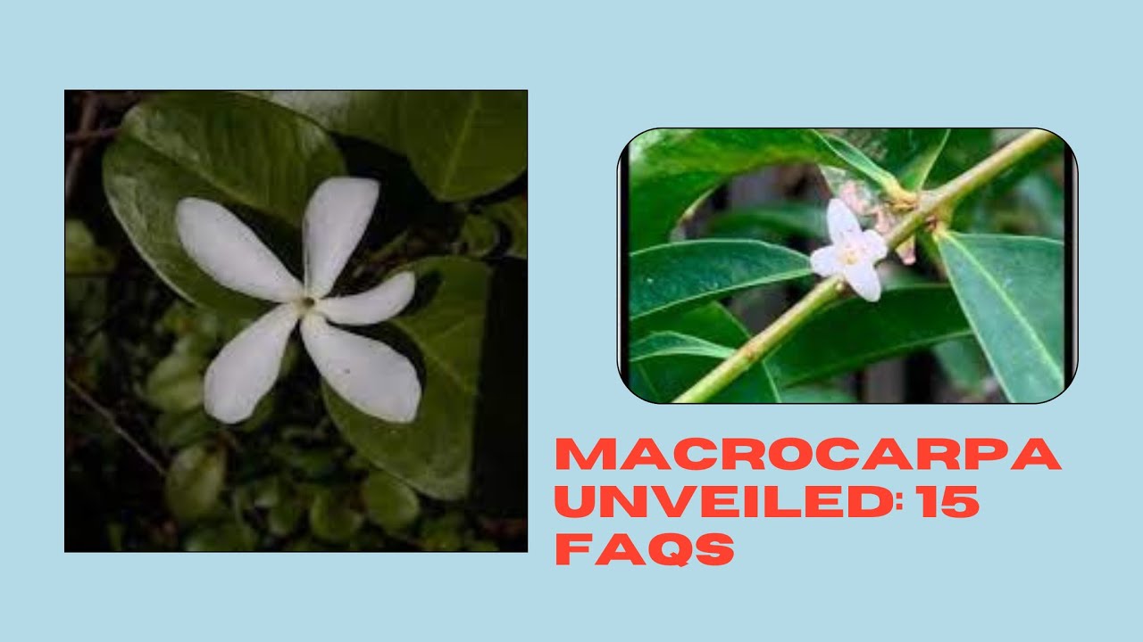 Macrocarpa Unveiled 15 FAQs Answered - YouTube
