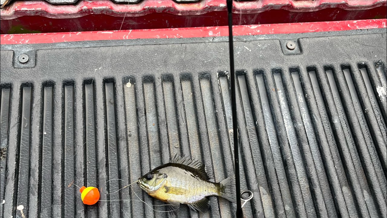 $20 Walmart fishing challenge - YouTube