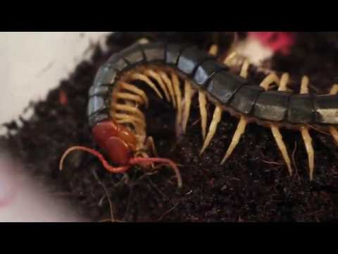 Scolopendra multidens hunting cricket - YouTube