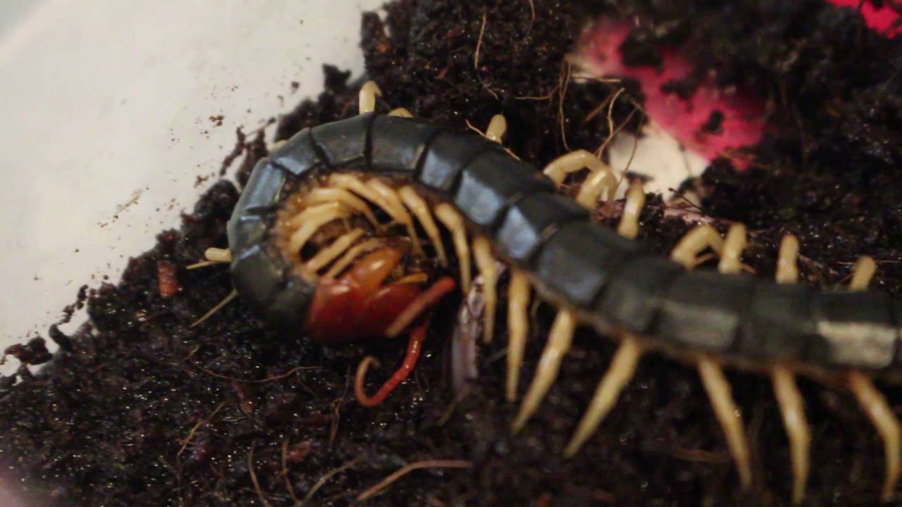 Scolopendra multidens hunting cricket - YouTube