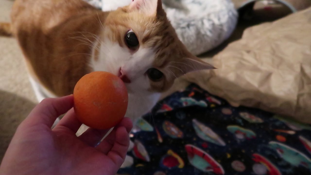 Cat Inspects A Clementine - YouTube