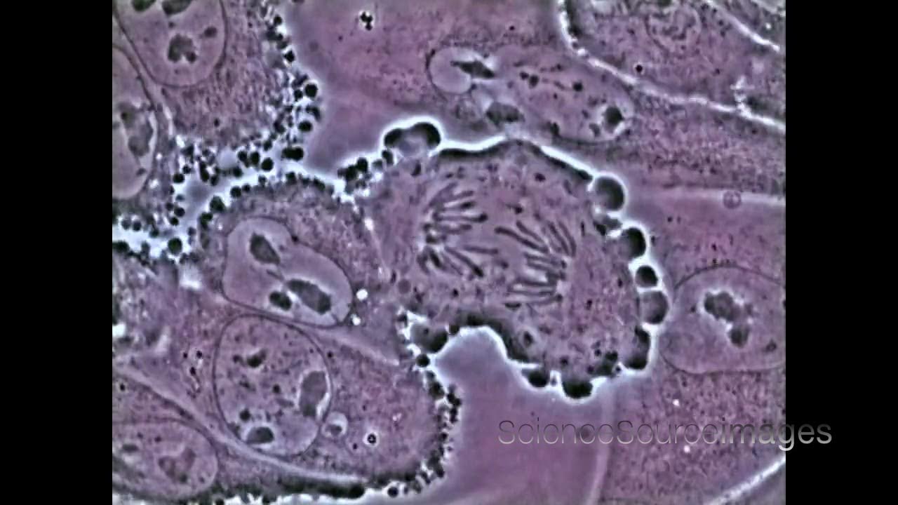 Mitosis in an animal cell Under the Microscope - YouTube