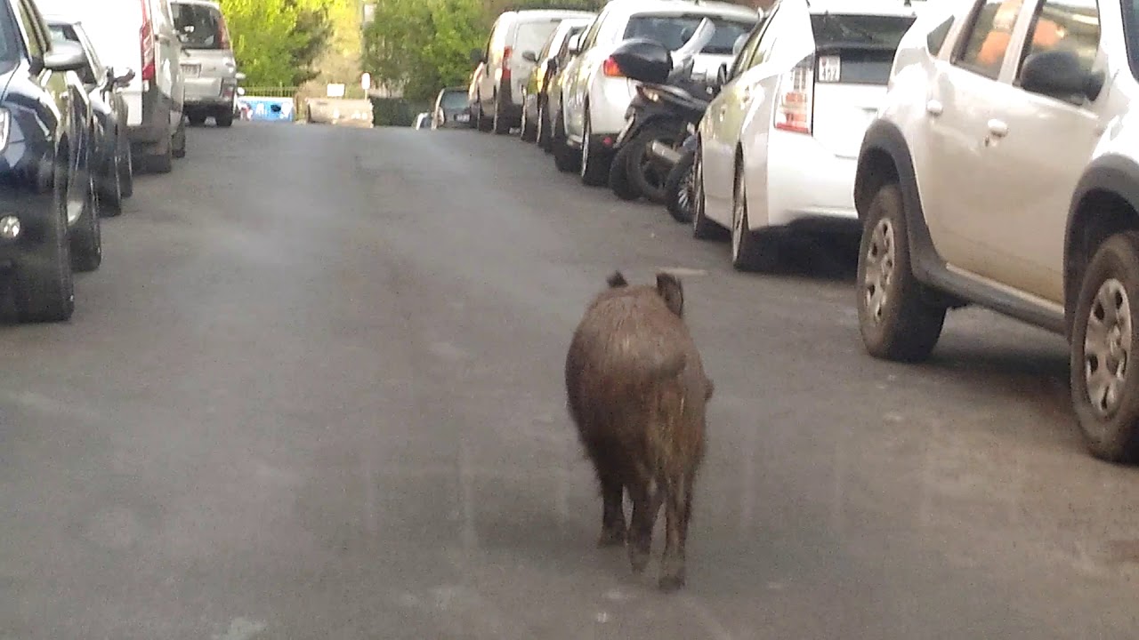 Cinghiale a roma Montemario - YouTube