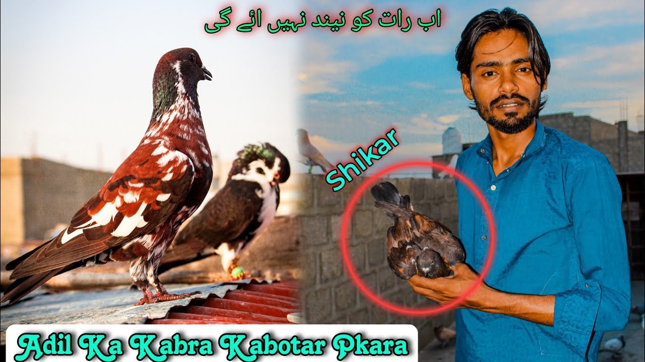 Adil Ka Kabra Kabootar Pakra || Rehan Azam Birds || Kabootar || Pigeon ...