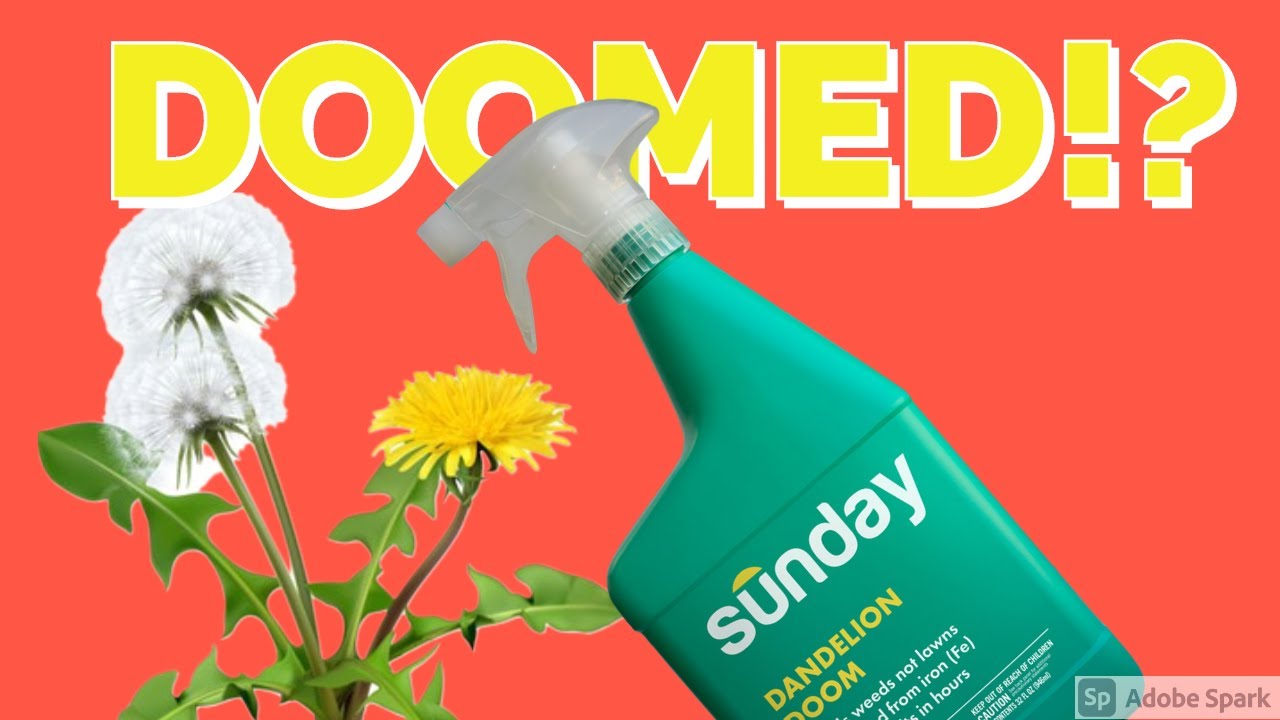 Sunday Dandelion Doom Review | Does Dandelion Doom Work? - YouTube