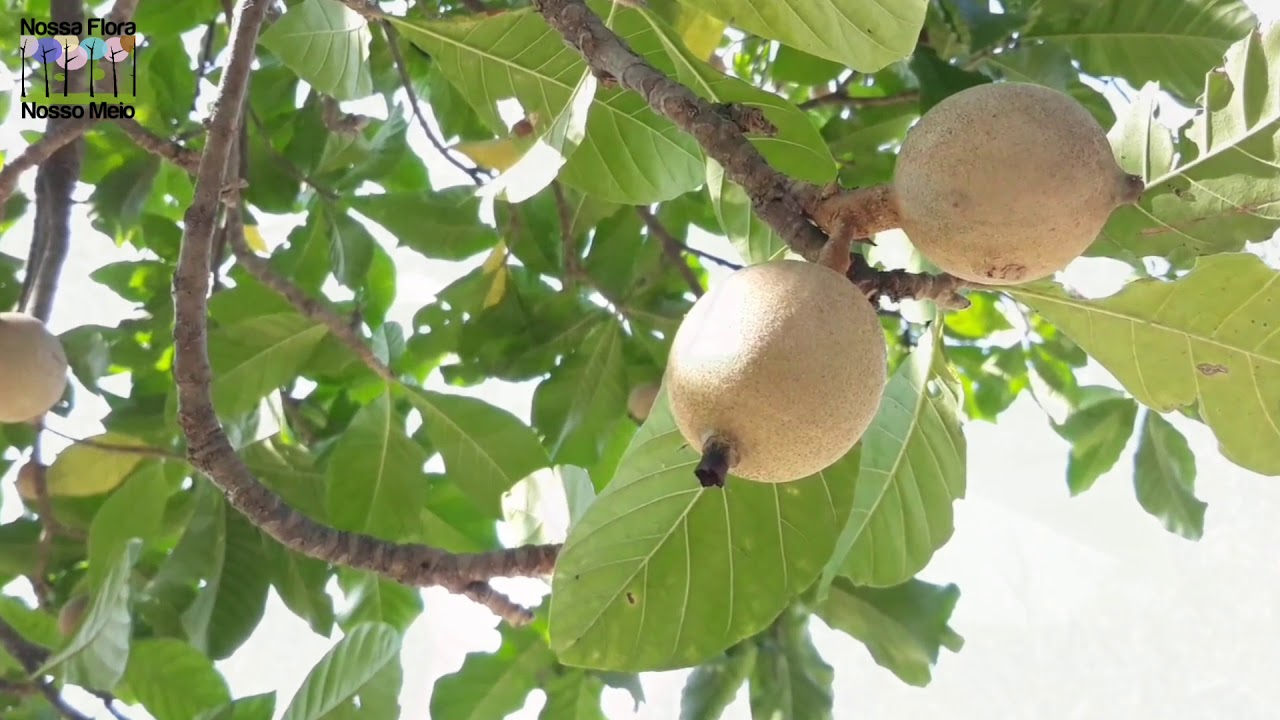 Jenipapo (Genipa americana) - YouTube