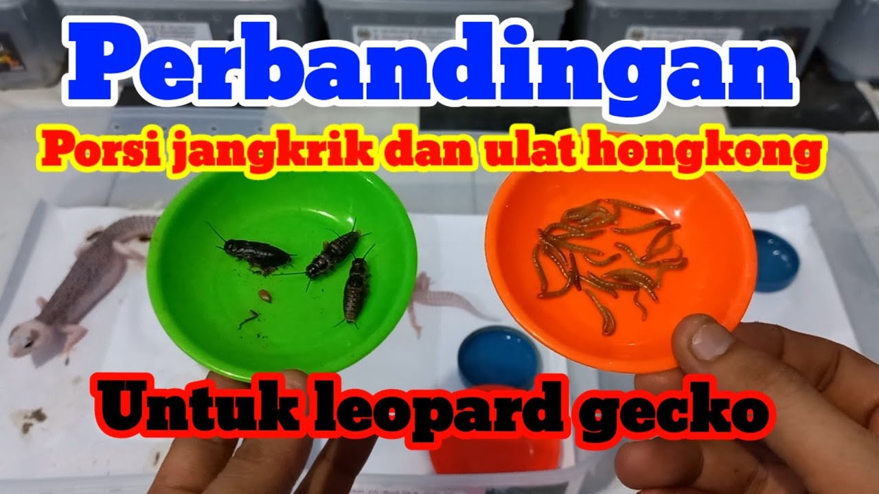 PERBANDINGAN PORSI JANGKRIK DAN ULAT HONGKONG,UNTUK MAKANAN GECKO DI ...