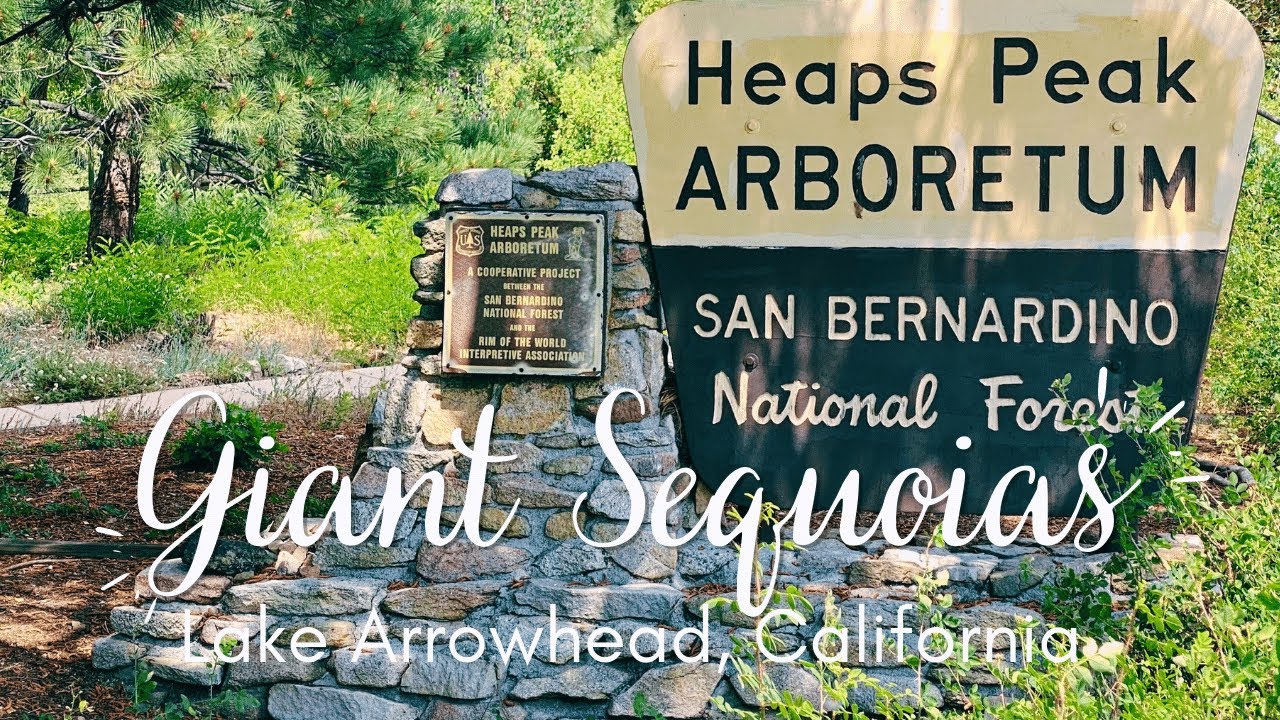 Giant Sequoias | Lake Arrowhead, CA - YouTube