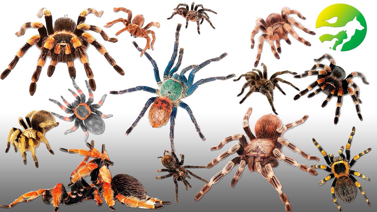 Learn The Tarantula Classification - Characteristics of Animals - YouTube