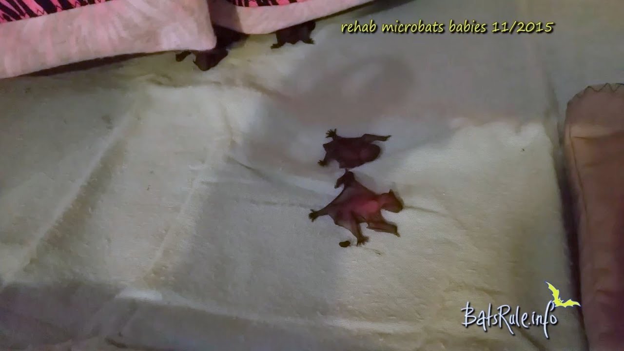 Microbats, babies, orphaned rescued in care - YouTube