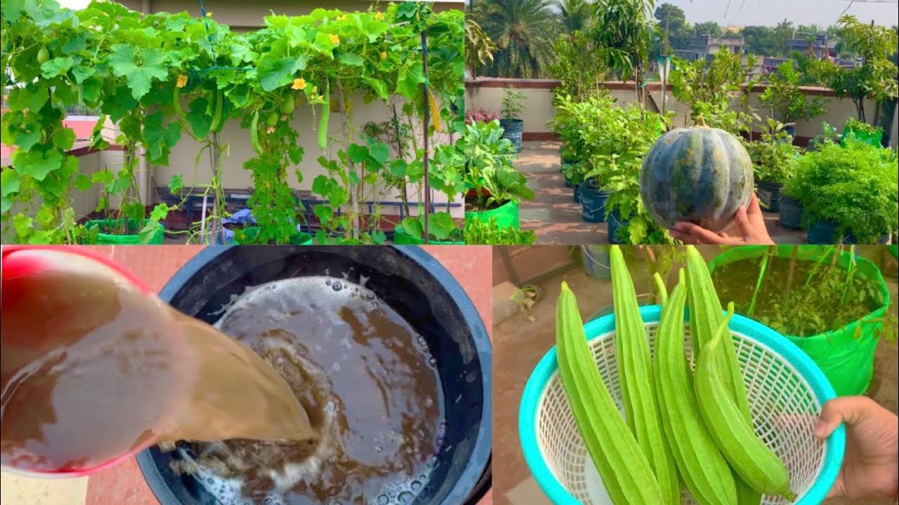Magical Cool Liquid Fertilizer For Summer Vegetable Plants/How To Make ...