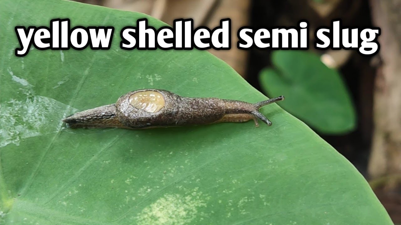 yellow shelled semi slug(parmarion martensi) corect if wrong - YouTube