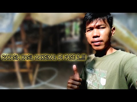 Cara perawatan jamur merang di fase 2 supaya hasil banyak lagi
