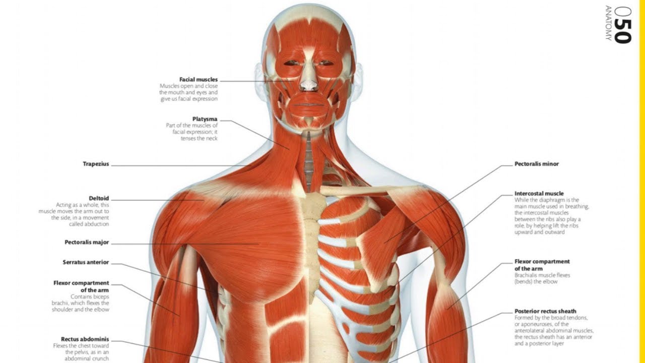 Skeletal Muscle In Hindi YouTube