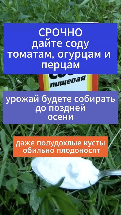 Мощное супер удобрение за копейки! Результат на миллион! #удобрение # ...