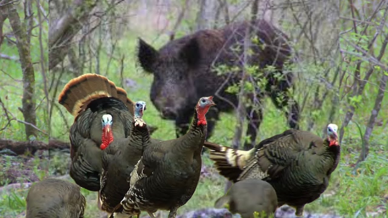 Wild Pig Hunting Lake Sonoma!!!Turkey Body Gaurds! We went back!! - YouTube