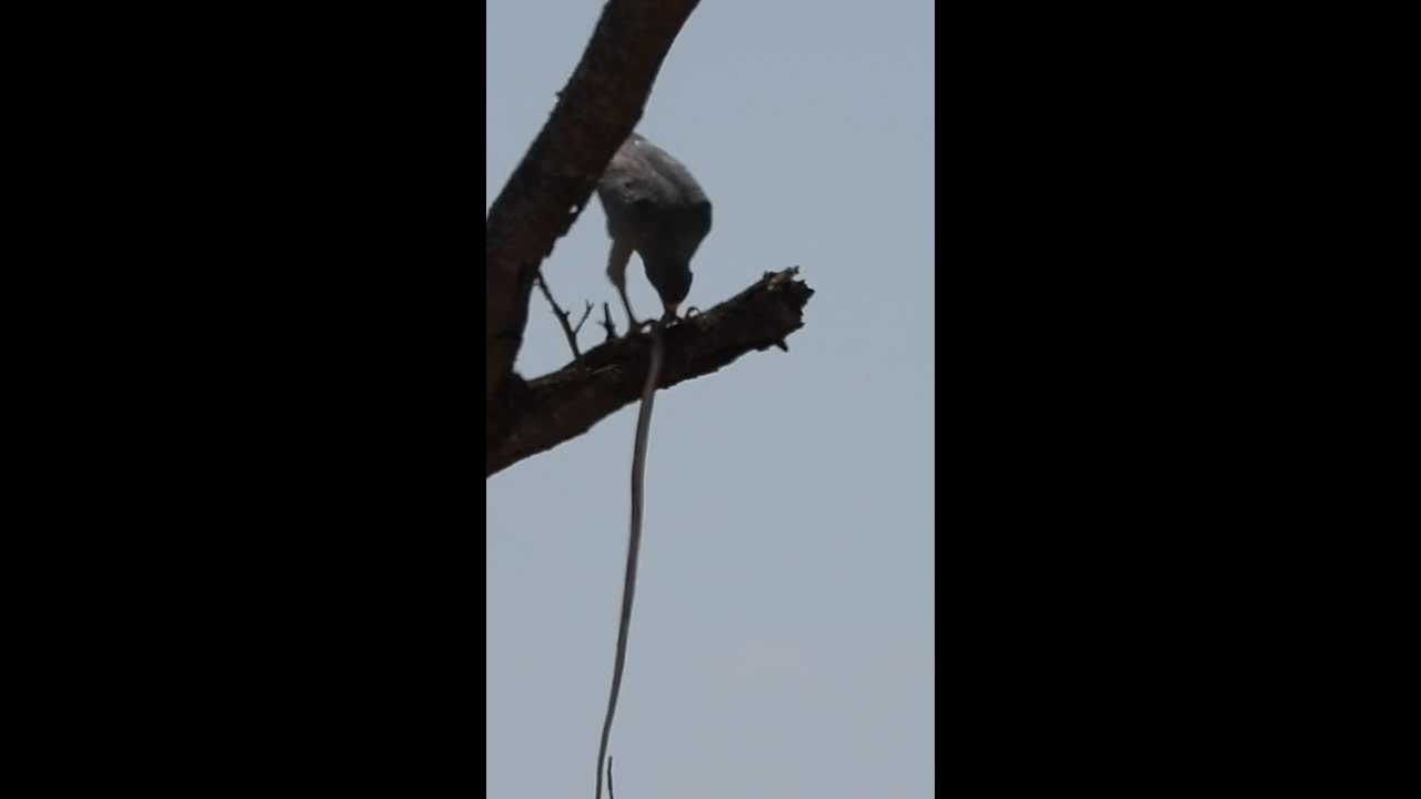 Goshawk Eagle tearing a snake mercilessly ooho poor snake - YouTube