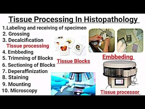 TISSUE PROCESSING HISTOPATHOLOGY 1 st - YouTube