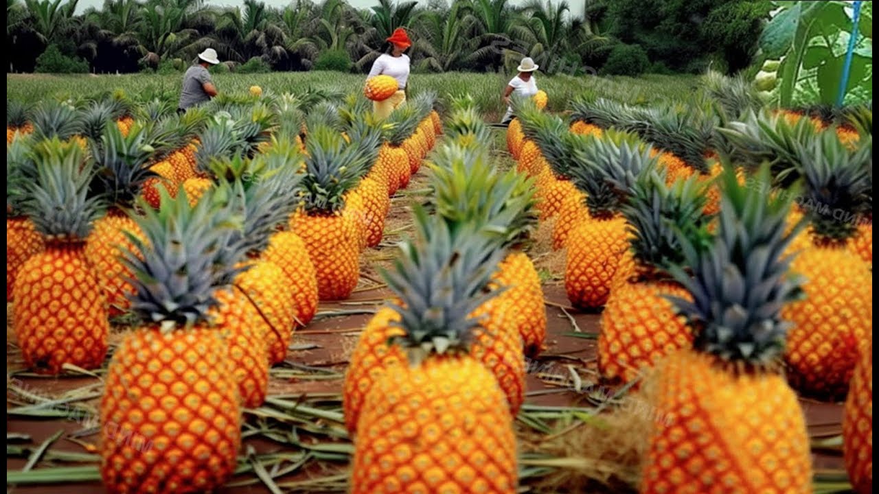 Harvest like crazy! "The way folks Harvest Pineapples is lightning fast." - YouTube