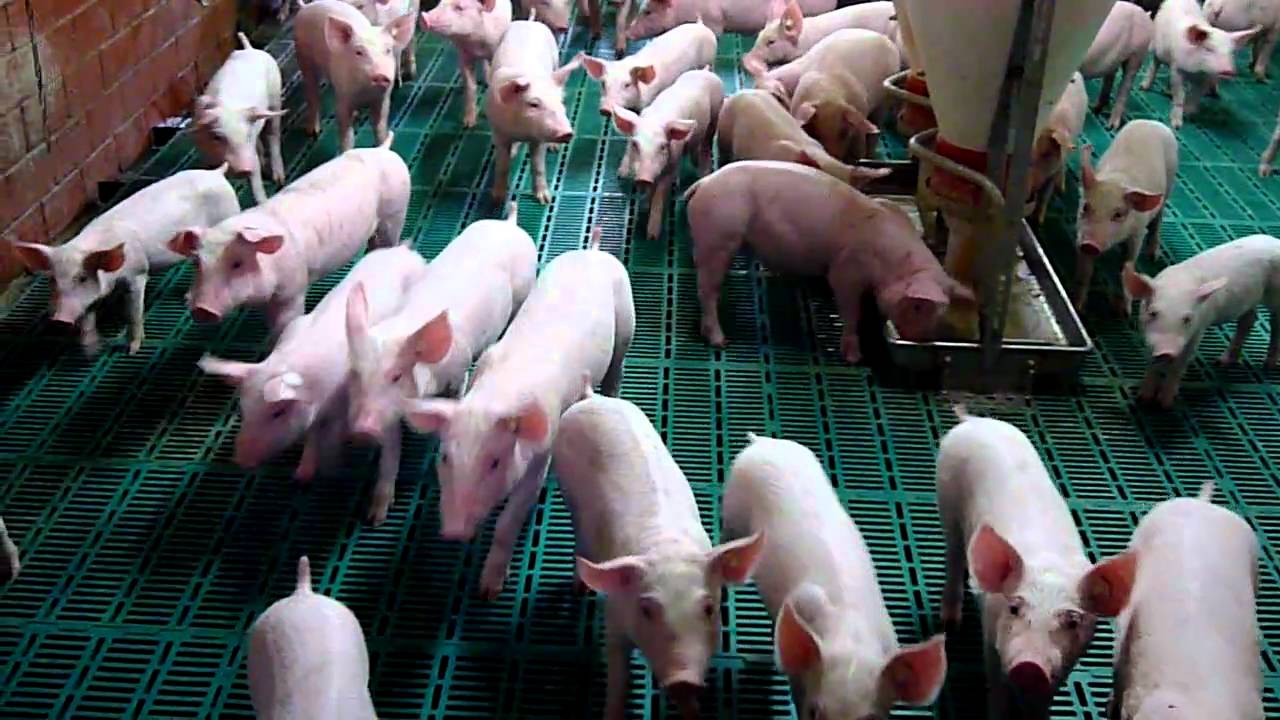 Pigs At My Friend s Farm In Germany YouTube pigs-at-my-friend-s-farm-in-germany-youtube