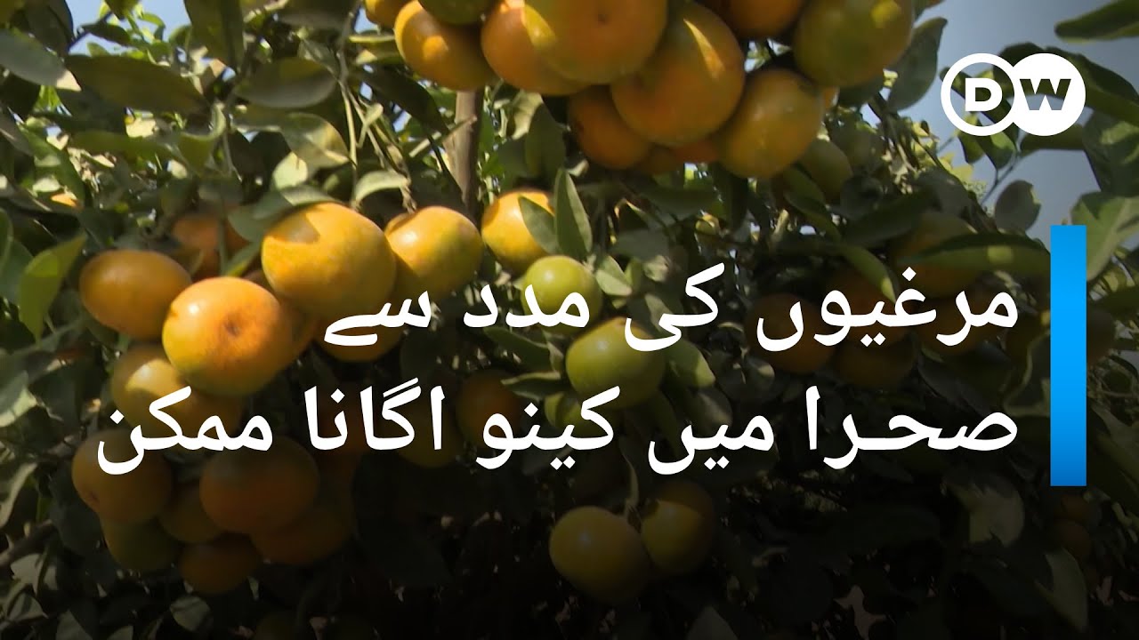 مرغیوں کی طاقت اور کینو کی پیداوار | DW Urdu - YouTube