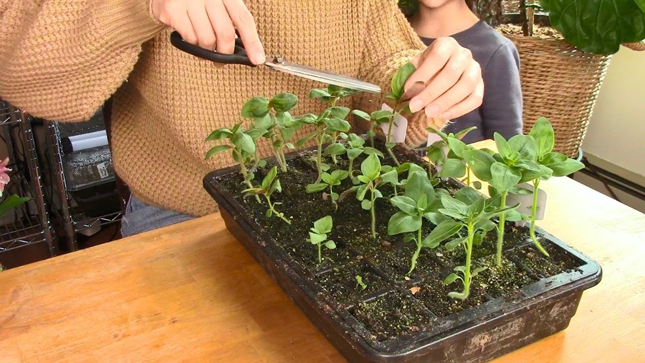 Planting Strawberries And Pinching Snapdragons - YouTube