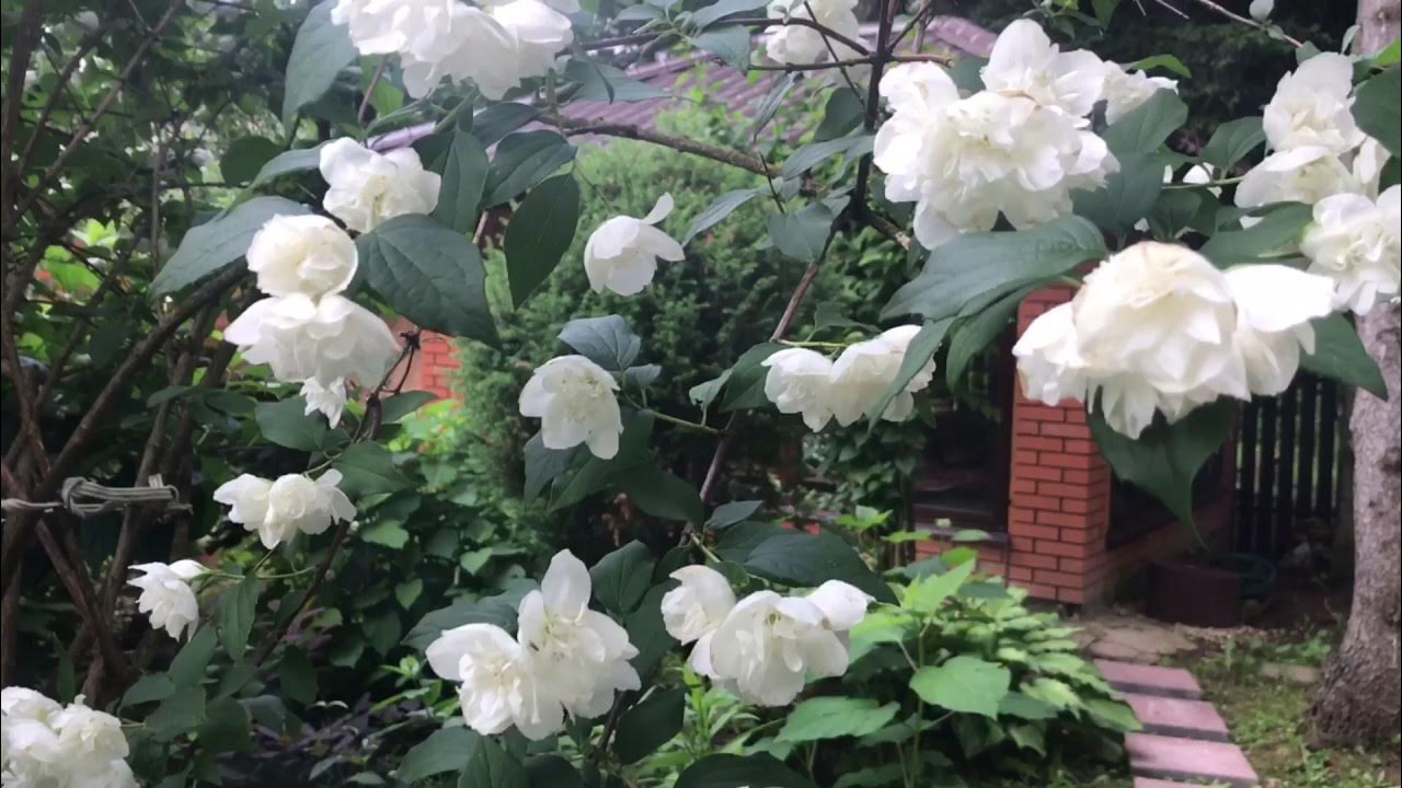 Самые красивые и неприхотливые декоративные кустарники ( для средней ...
