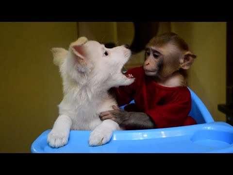 Lily is jealous seeing Monkey Julia's new dress | Funny monkey Video 2021 |   Funny monkey Video
