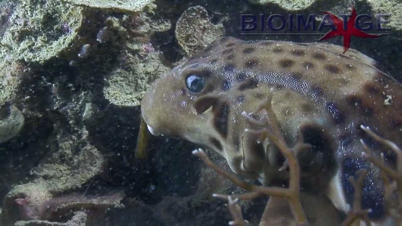 Raja Empat. En busca del tiburón bambú. Bamboo shark - YouTube