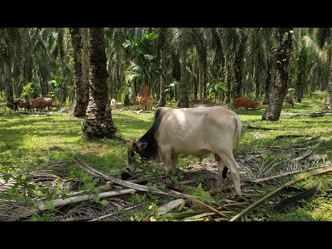 Beternak sapi di kebun sawit, implementasi dari INTEGRASI SAWIT-SAPI/SISKA, ada di Tandun-Rohul-Riau