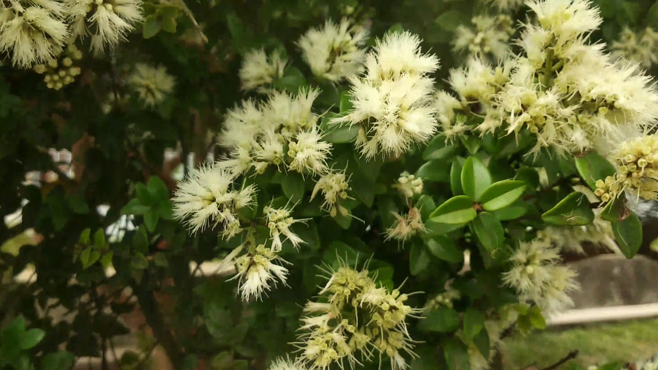 ketika Pagi hari ditampakkan lah keindahan bunga surga - YouTube