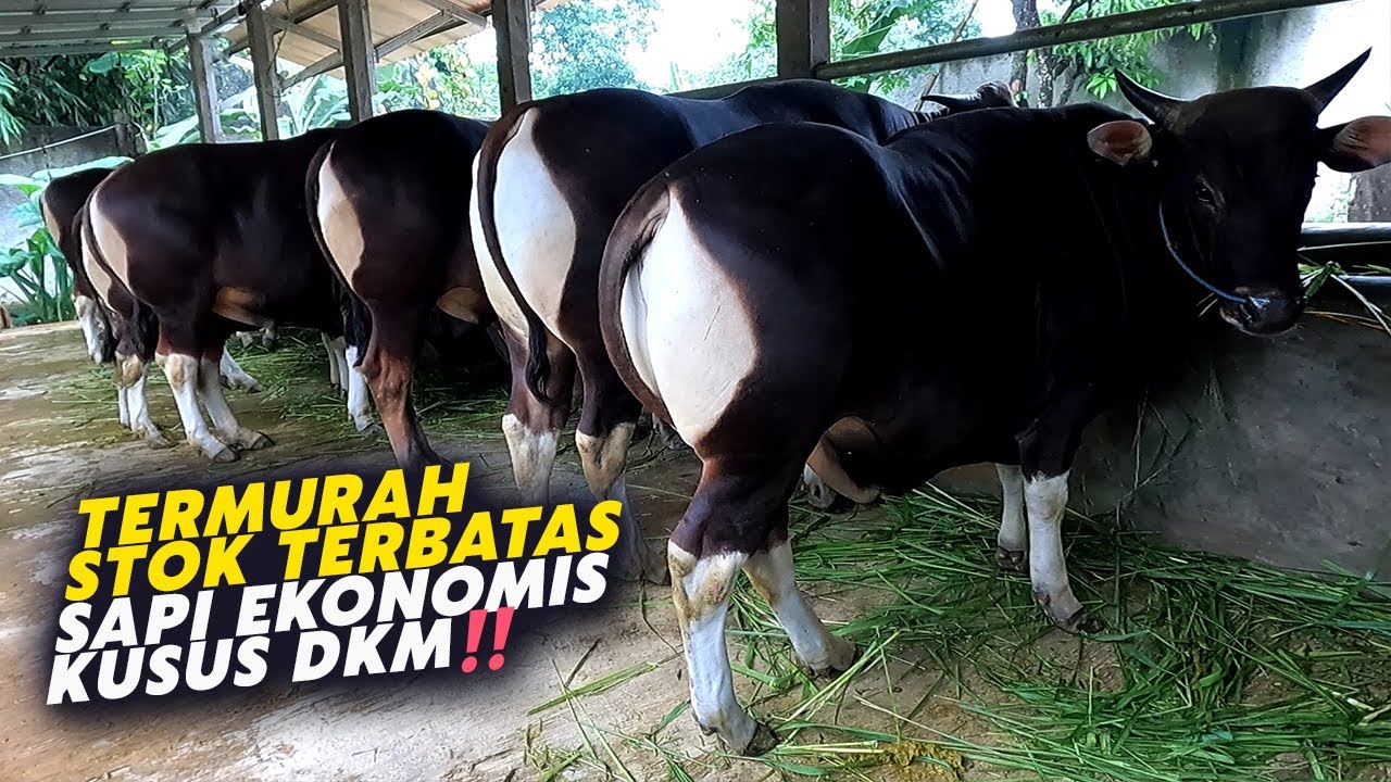 Stok Terbatas 🔥Promo Sapi Ekonomis Kelas DKM - YouTube