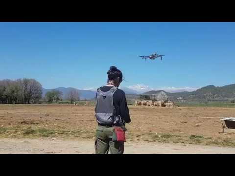 Ladrón: el dron que ladra y quita el trabajo duro a los ganaderos