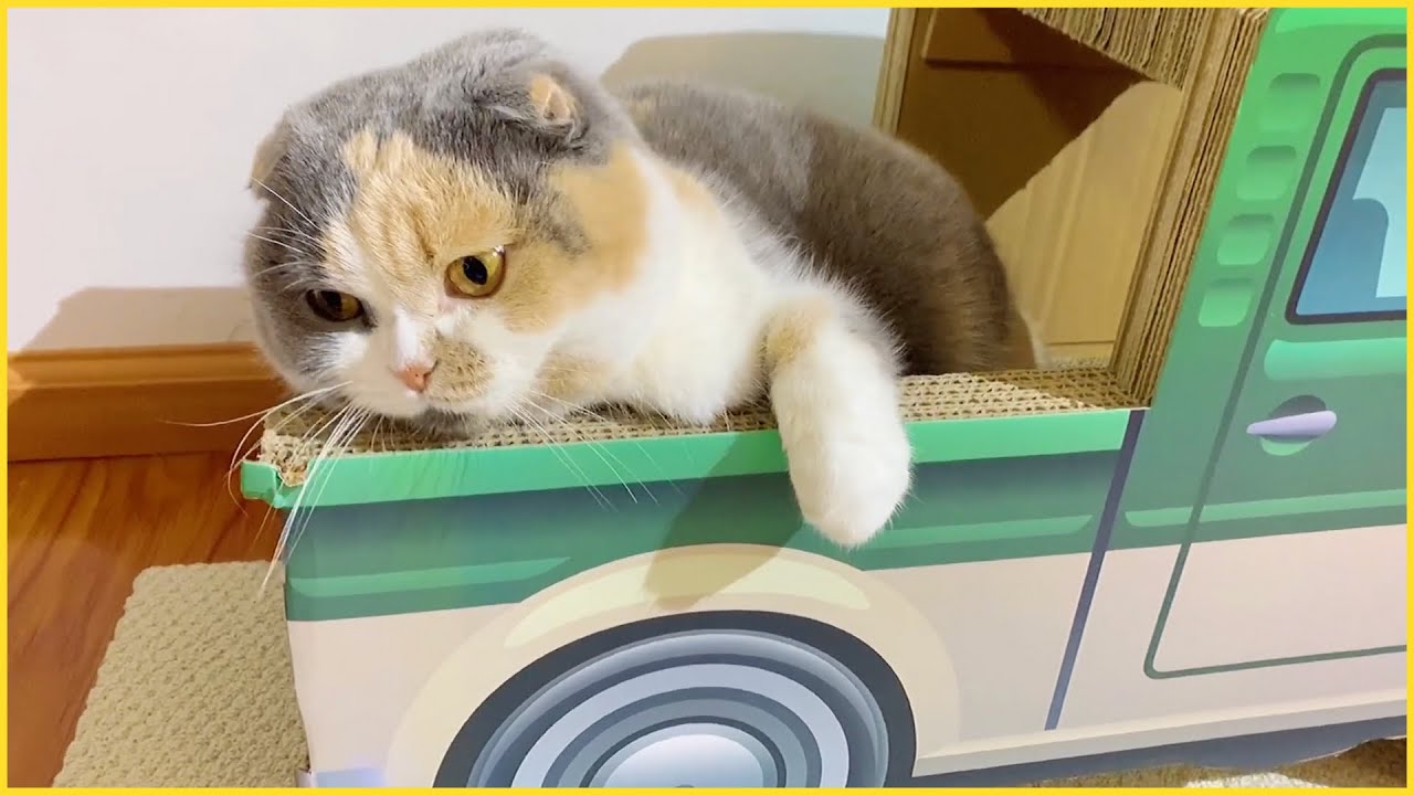 Playing With Cute Cats So Relaxing Best Moments With Cats At Home ...