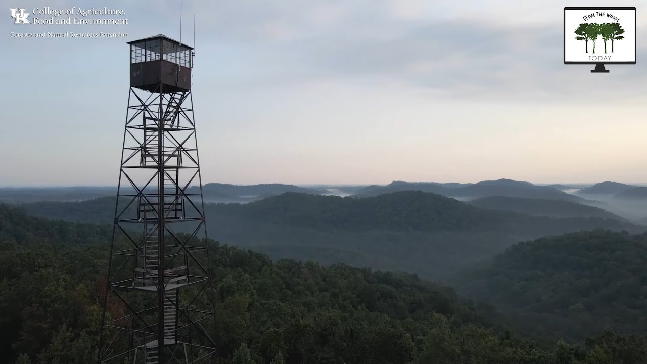 Robinson Forest Giveaway - From the Woods Today 100th Episode ...