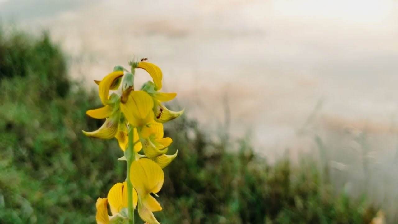 background video semilir angin no copyright - YouTube