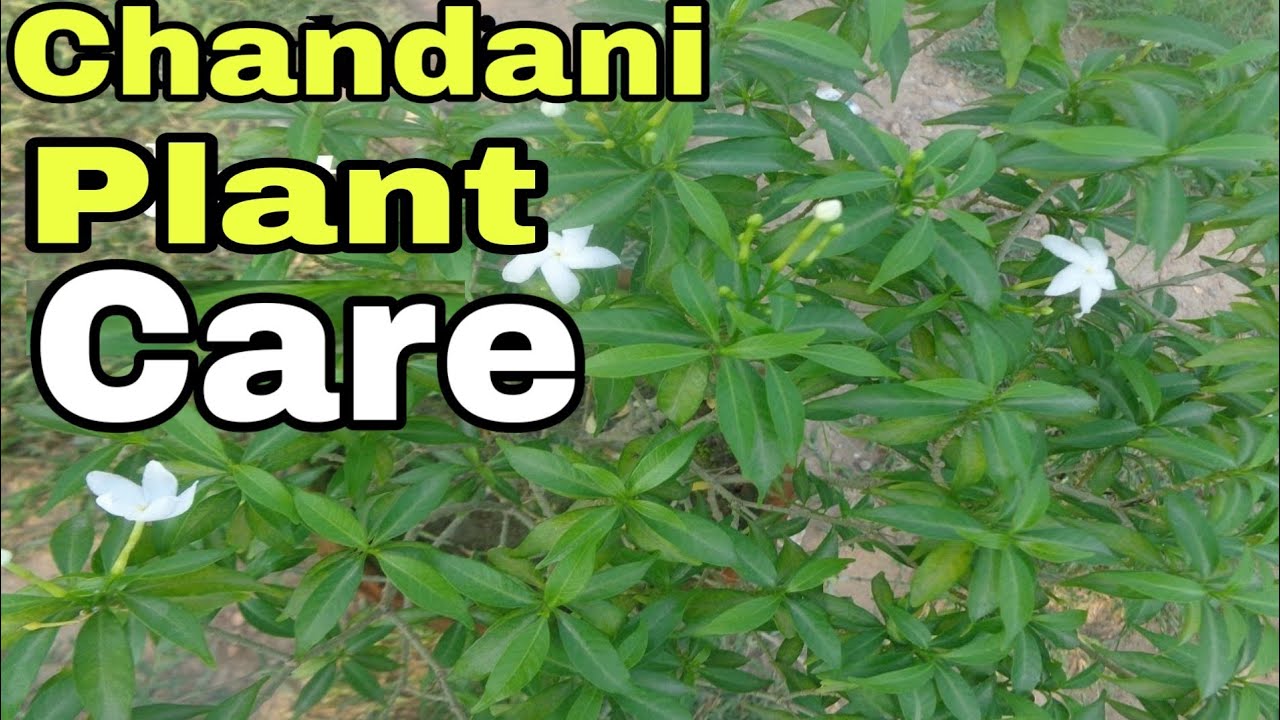 How To Grow ChandanI Plant At Home|How To Care Chandani Plant|Urdu ...