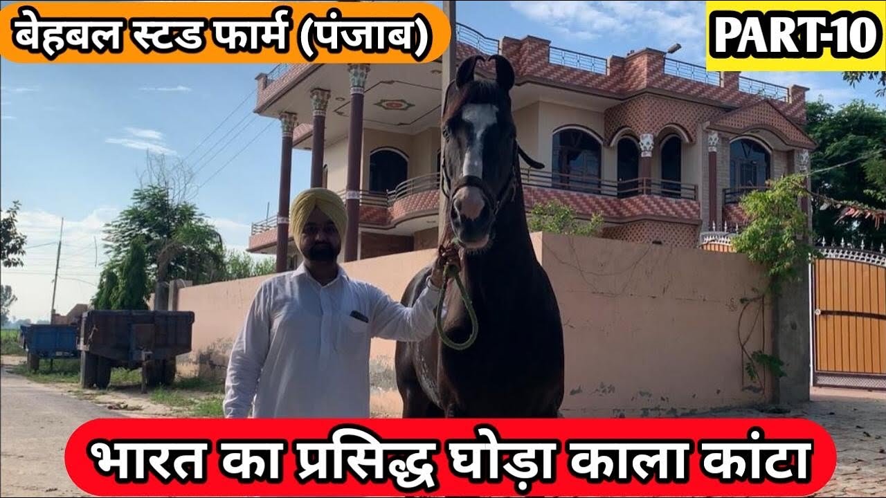 India's famous horse Kala Kanta (Bahbal Stud Farm) - YouTube
