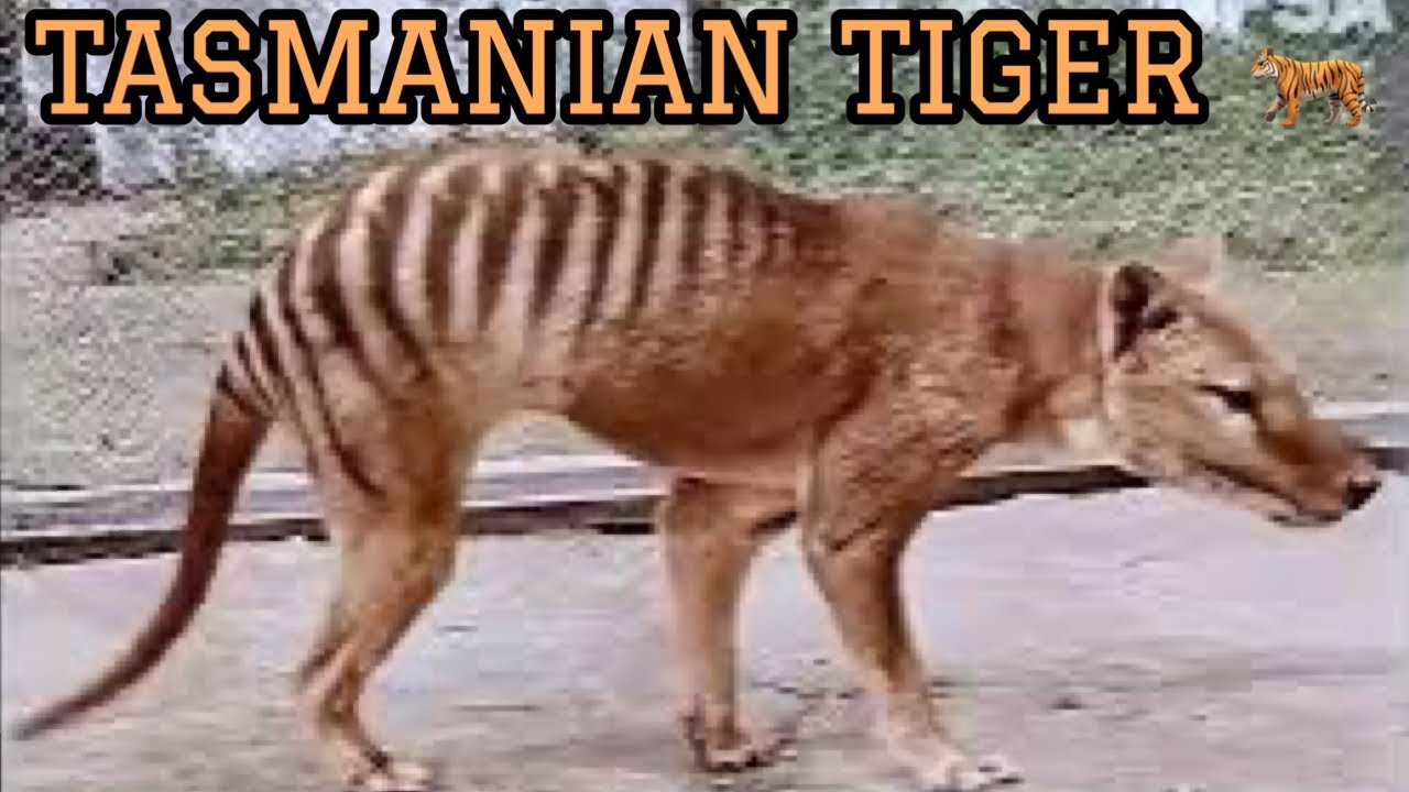 Tasmanian Tiger in Color | Extinct Thylacine 4k 60fps Restoration - YouTube