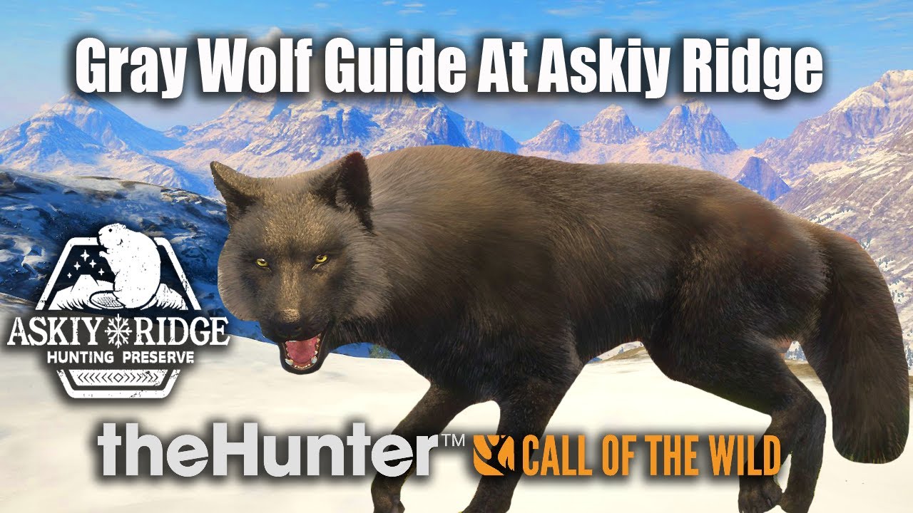 Gray Wolf Guide At Askiy Ridge - theHunter Call Of The Wild - YouTube