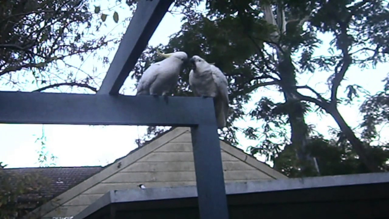 Baby Cockatoo crying - YouTube