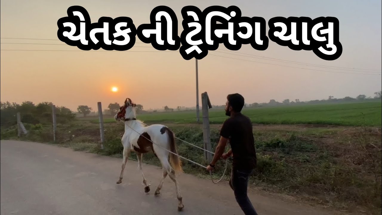 Chetak||ચેતક ની ટ્રેનીંગ ચાલુ||चेतक की ट्रेनिंग शुरू #chetak # ...