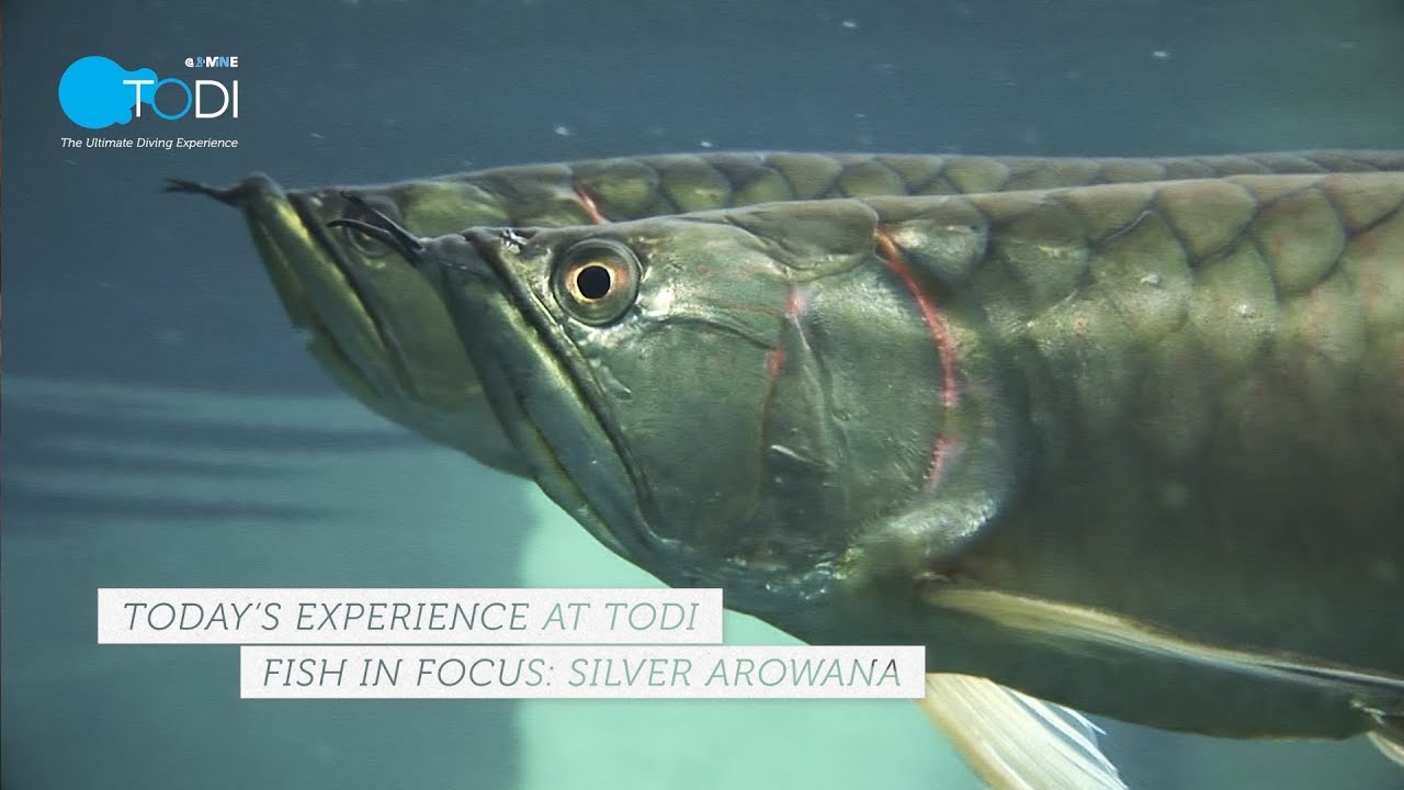 TODI TODAY - Fish in Focus - Silver Arowana - YouTube