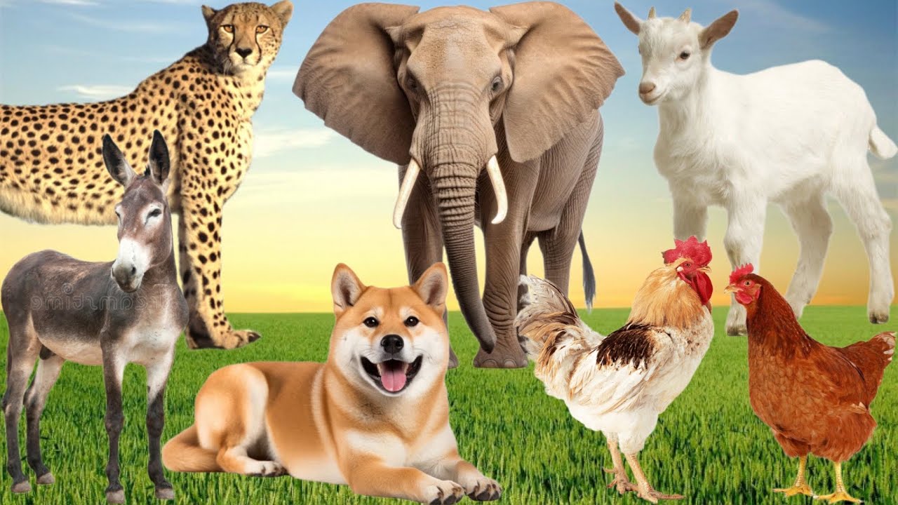 Wild Animal Sounds Around Us: Donkey, Elephant, Rooster, Goat, Cheetah ...