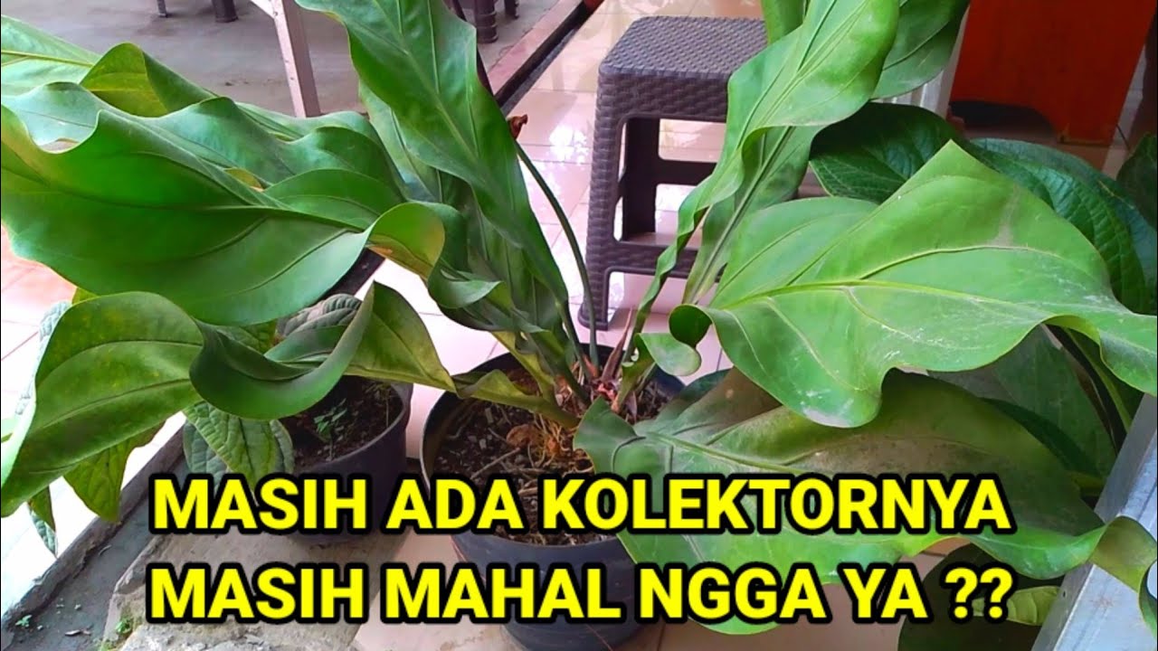 Tanaman Hias Anturium Ini Dulu Mahal, Tapi Sekarang 🤔 - YouTube