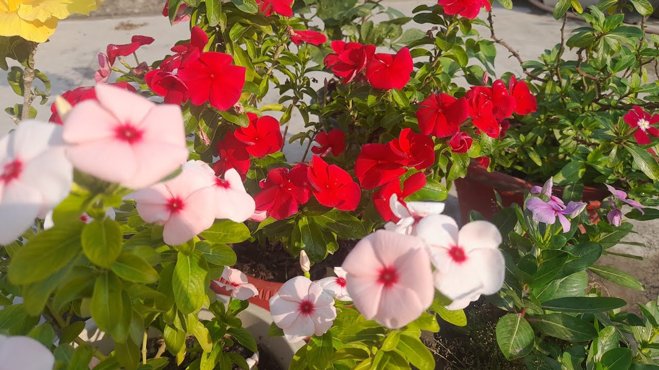 Hybrid Vinca Flower Plant Care Tips in Hindi - YouTube