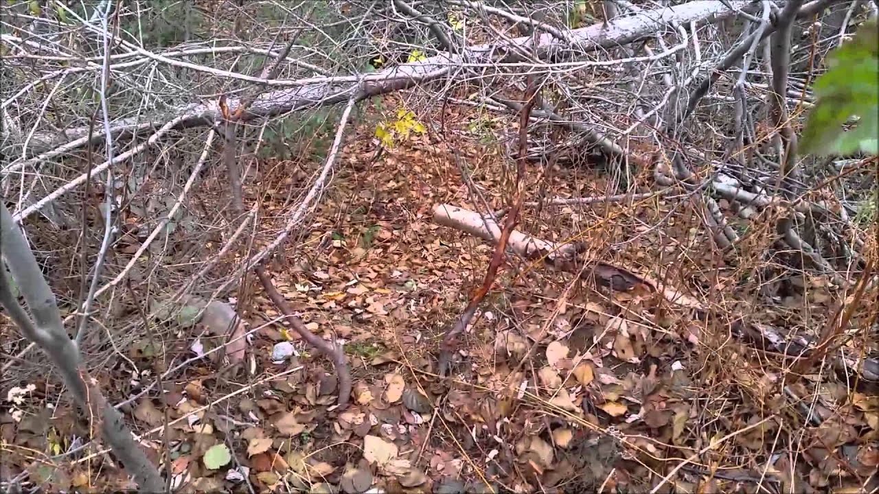 Fox And Coyote Snaring 101 - YouTube