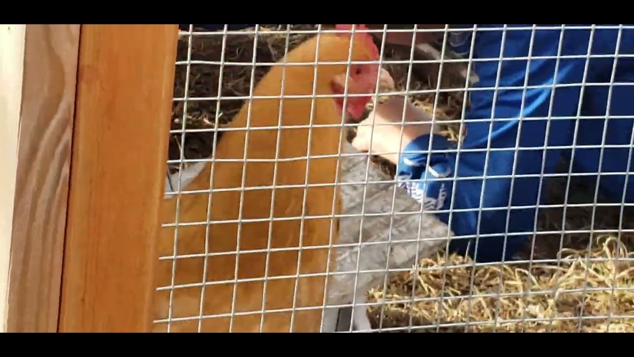 chickens 🐔 get scared of wood rooster. - YouTube